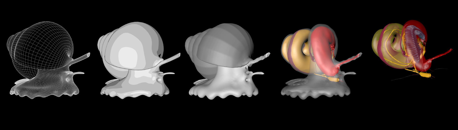 Virtual reality reveals the interiors of animal bodies - kingkong